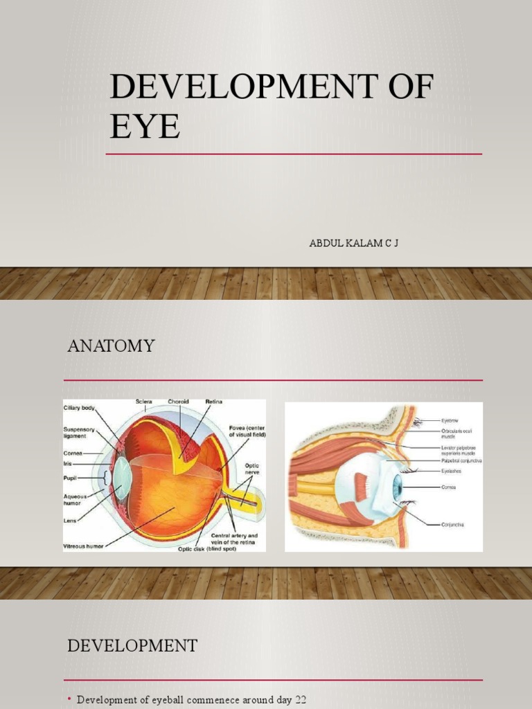 Ophthalmology-Development of Eye | PDF | Epithelium | Eye