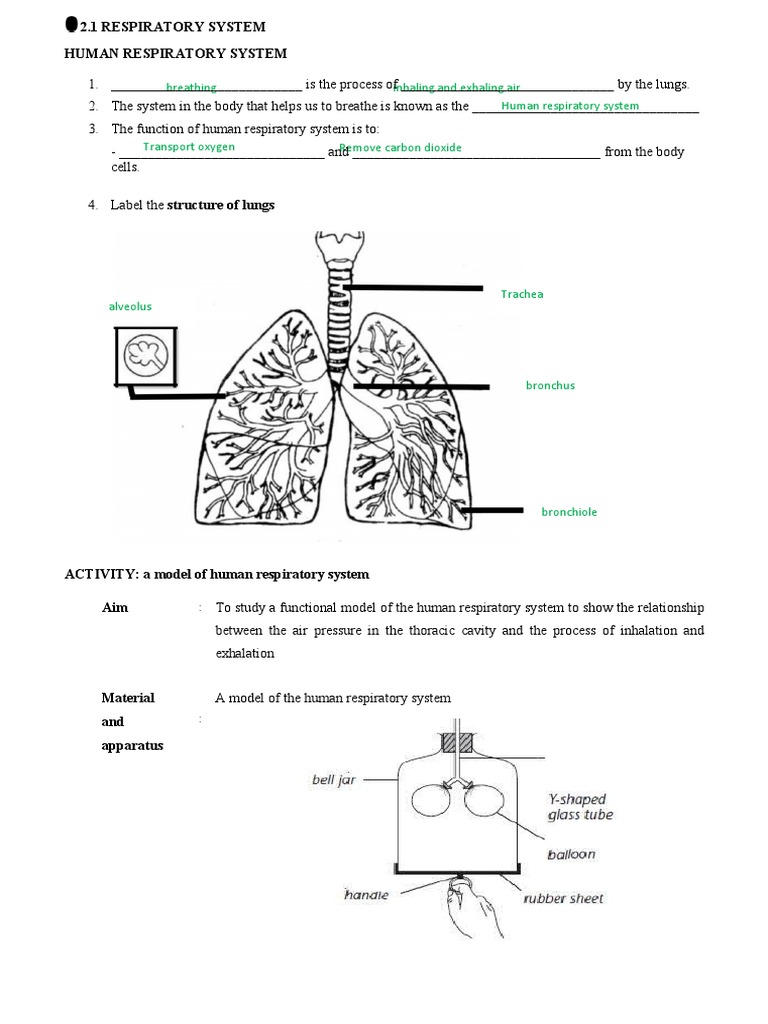 Inhaling and Exhaling Air Breathing Human Respiratory System | Download ...