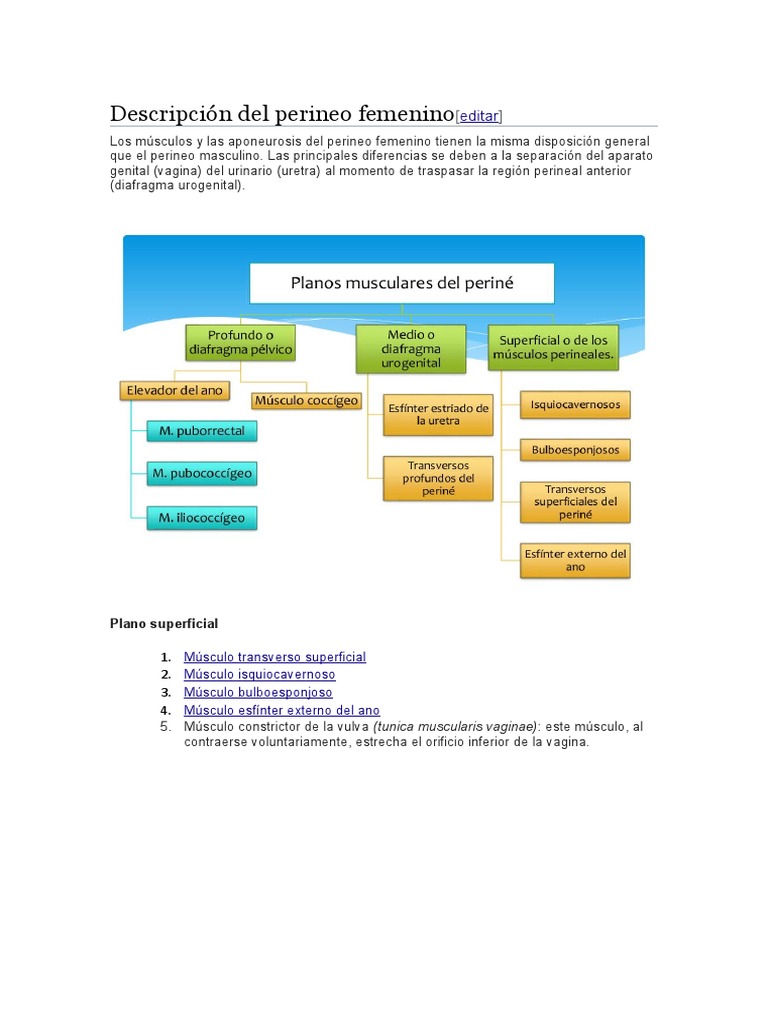 Musculos Del Perine | PDF