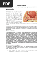 Region Geniana | PDF | Cabeza y cuello humanos | Anatomía humana