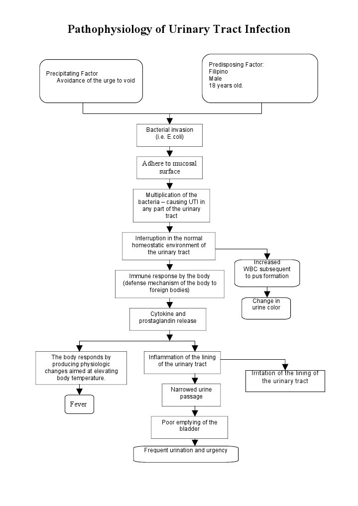 UTI Pathophysiology Flowchart | PDF