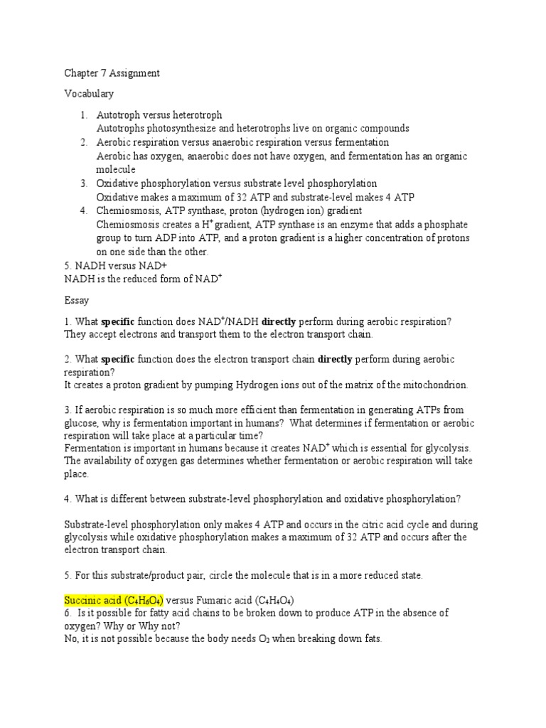 Cellular Respiration Vocabulary Essay Pdf