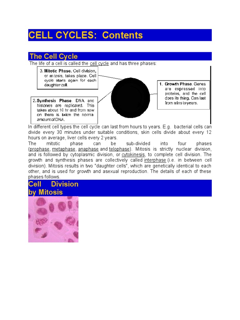 Lecture 7 - The Cell Cycle | PDF