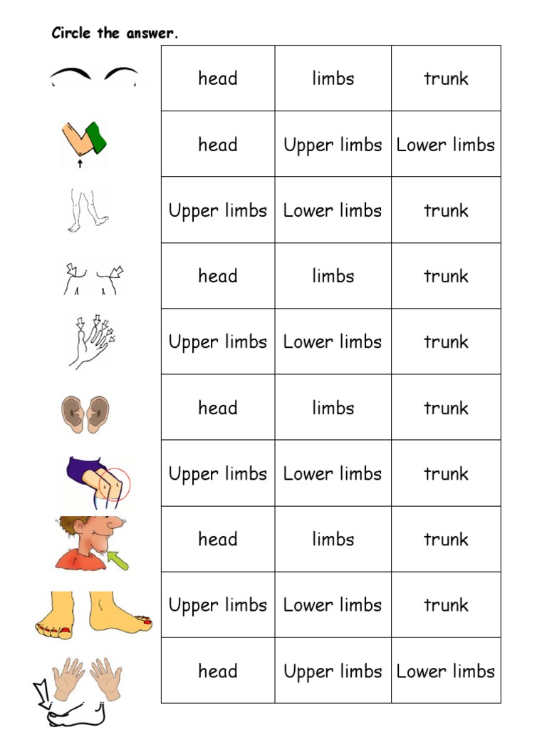 Head - Limbs - Trunk | PDF