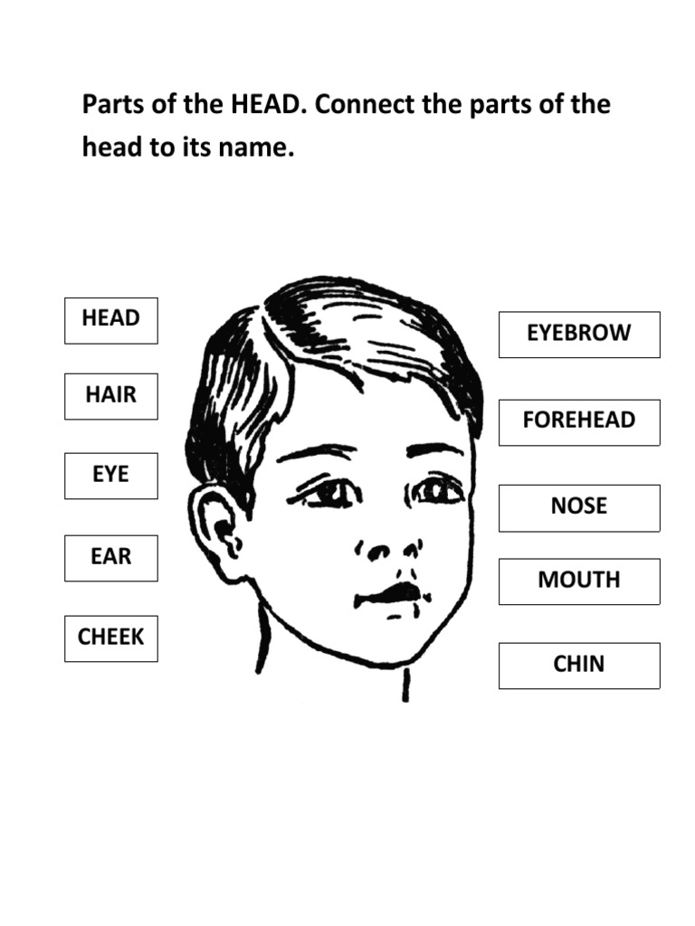Parts of The HEAD. Connect The Parts of The Head To Its Name | PDF