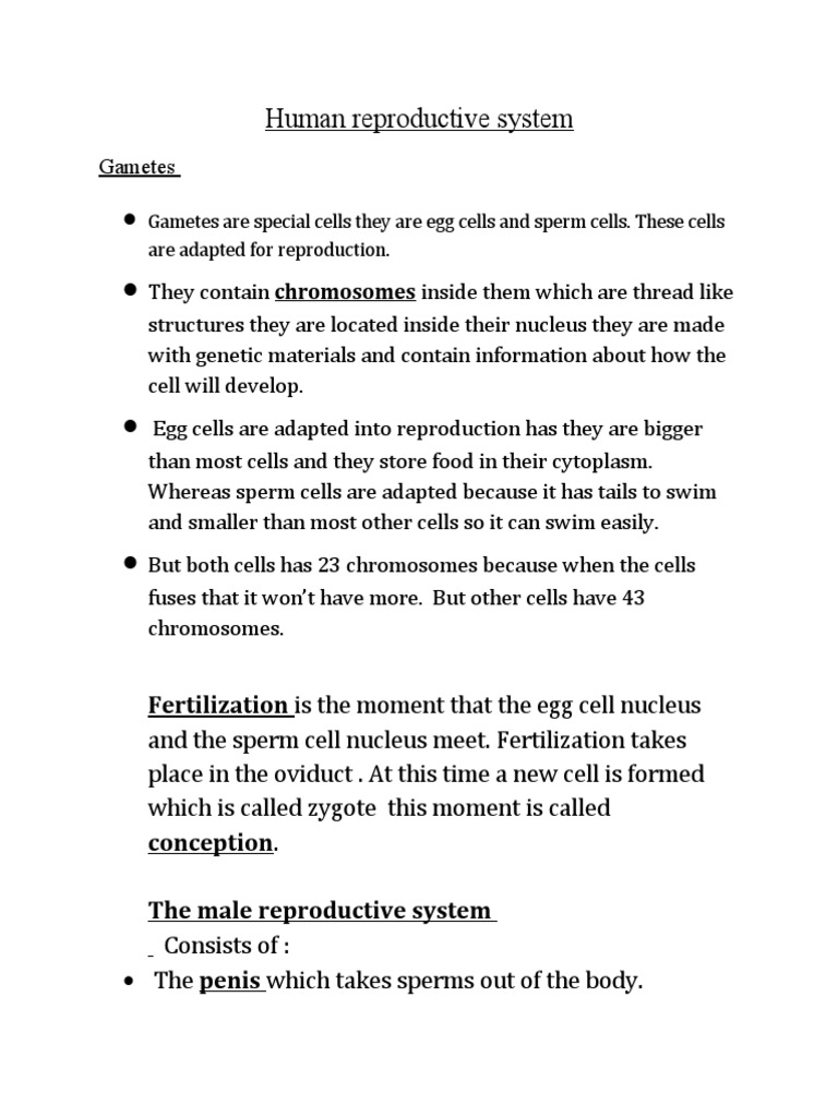Human Reproductive System | PDF | Reproductive System | Fertilisation