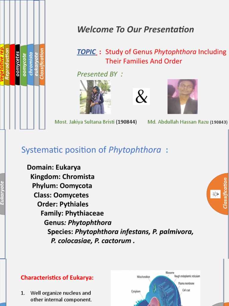 Phytophthora Presentation | PDF | Eukaryotes | Sexual Reproduction