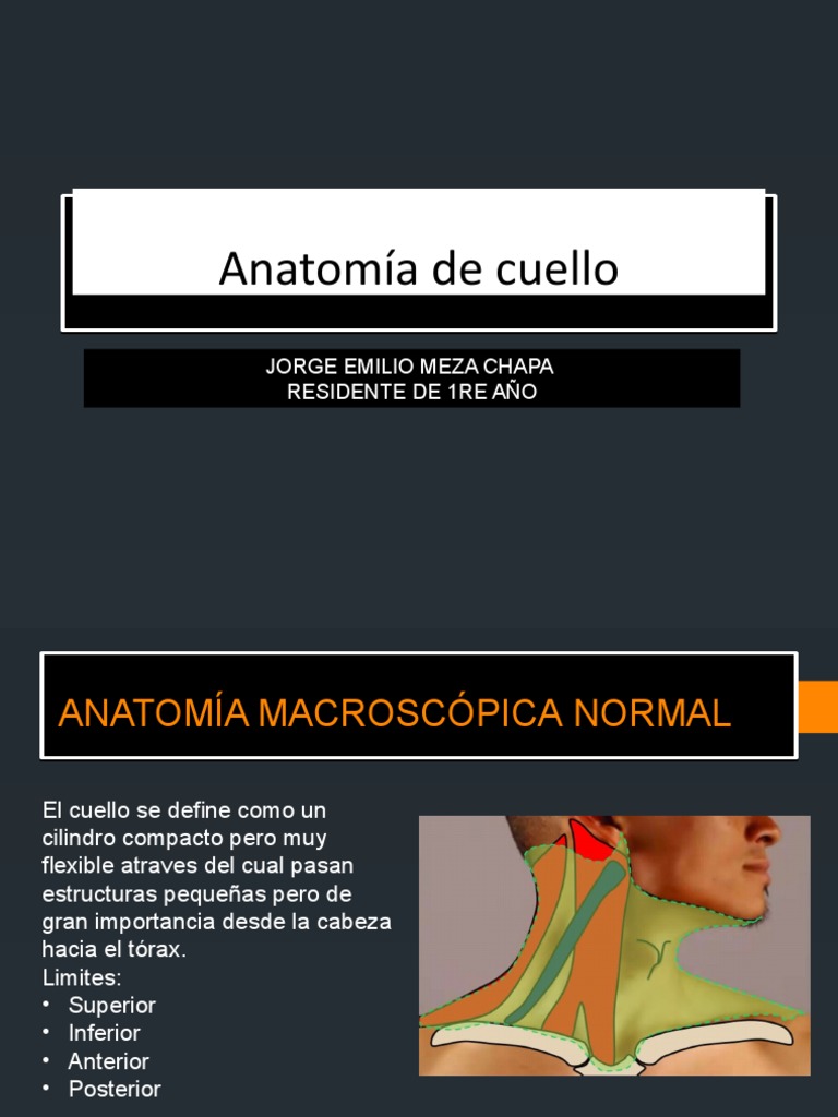 Anatomía del Cuello para Residentes | PDF | Anatomía de los primates ...