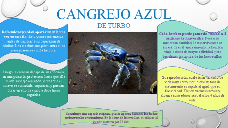 Reproducción y ciclo de vida del cangrejo azul de turbo | PDF