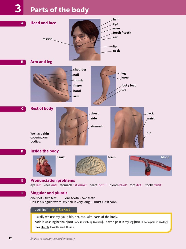 Parts of The Body | PDF | Grammar | Language Mechanics