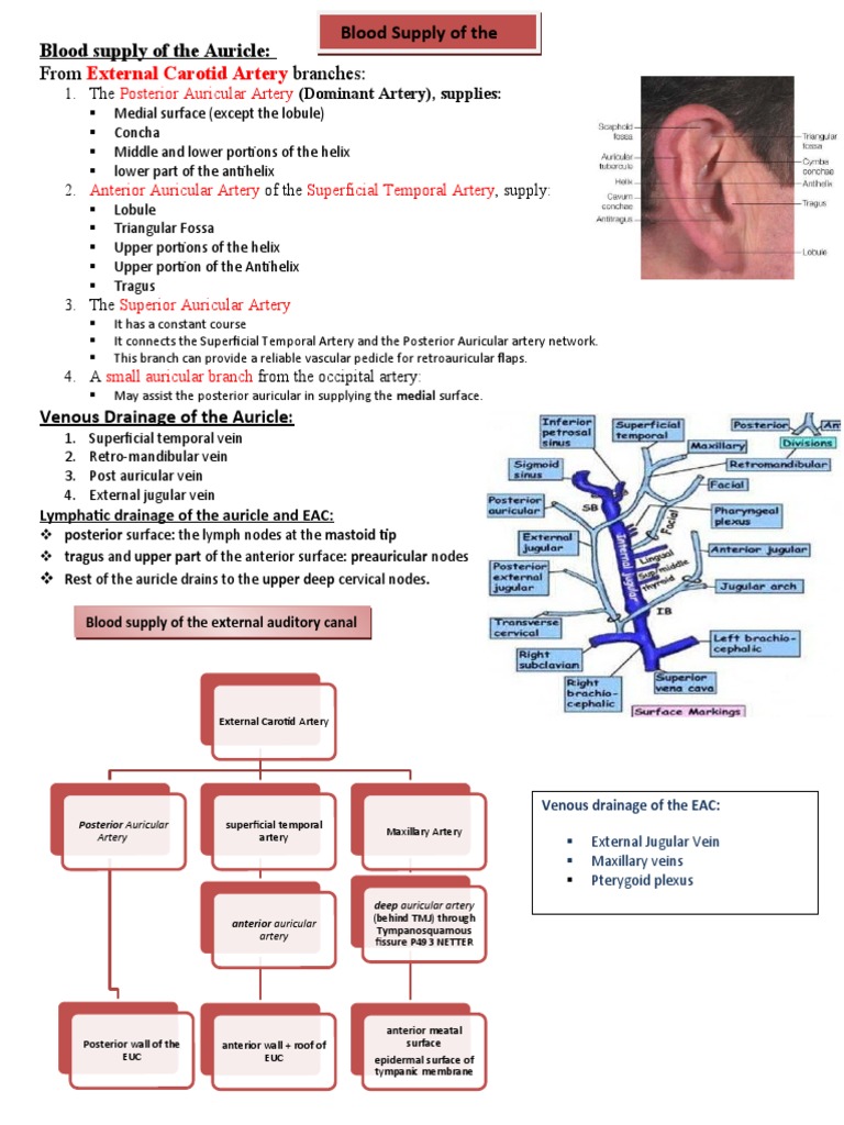 Blood Supply of The Ear (Done) | PDF | Ear | Common Carotid Artery