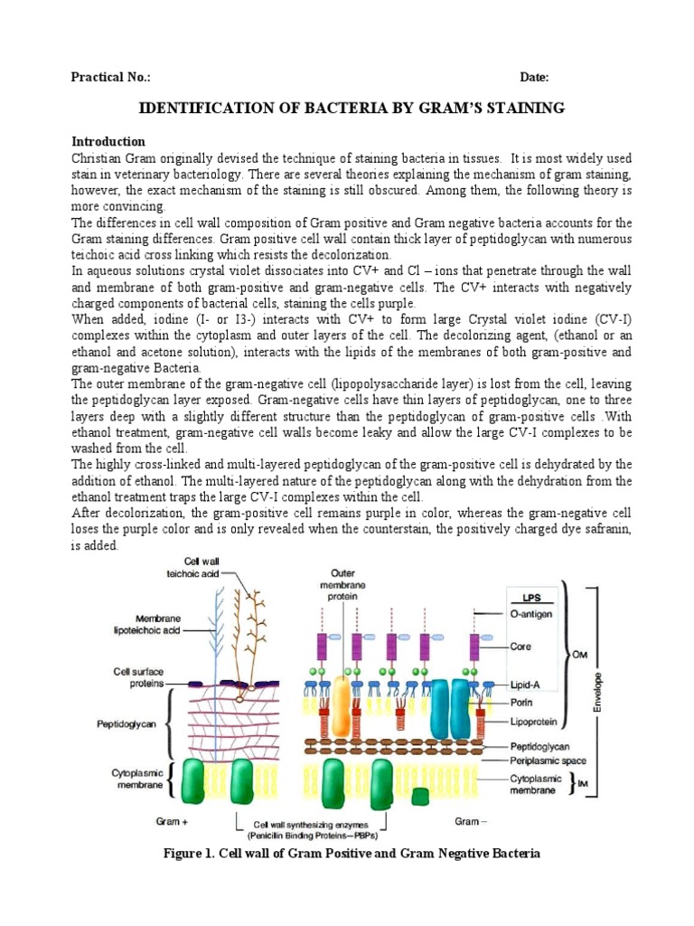 Identification of Bacteria by Gram'S Staining: Practical No. | PDF | Staining | Gram Positive ...