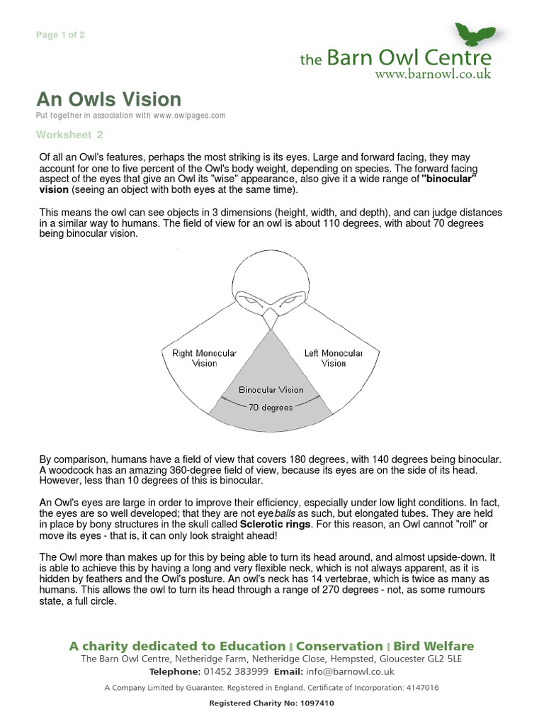 An Owls Vision PDF | PDF | Owl | Eye