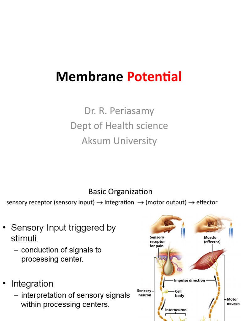 Membrane Potential | PDF | Chemical Synapse | Action Potential