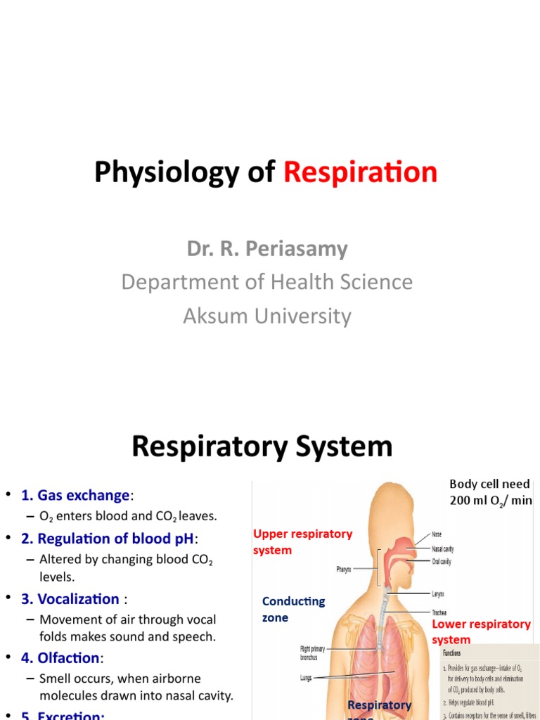 Physiology Of: Respiration | PDF | Respiratory Tract | Lung