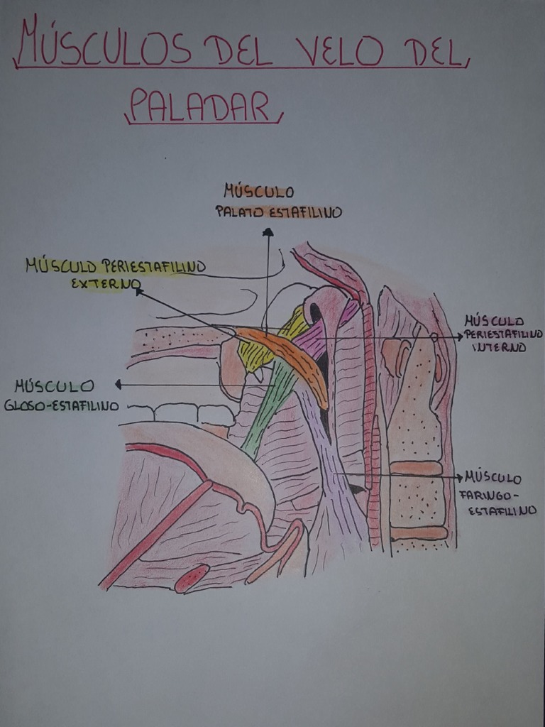 musculos del velo del paladar