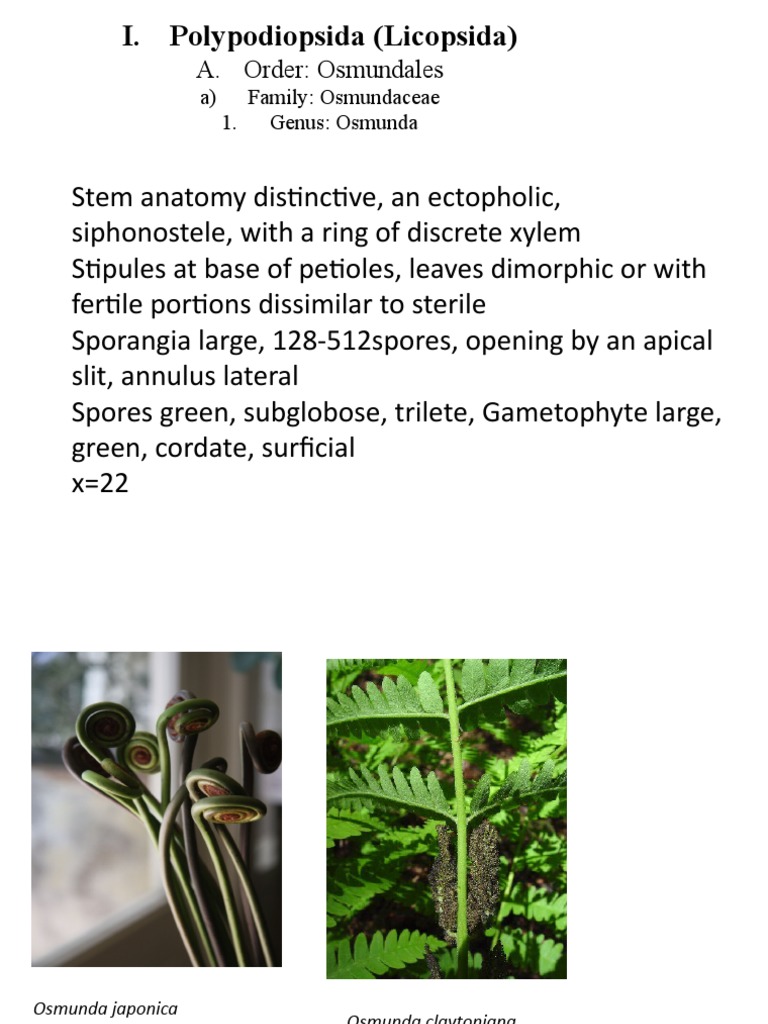 4 Polypodiopsida | PDF | Fern | Leaf