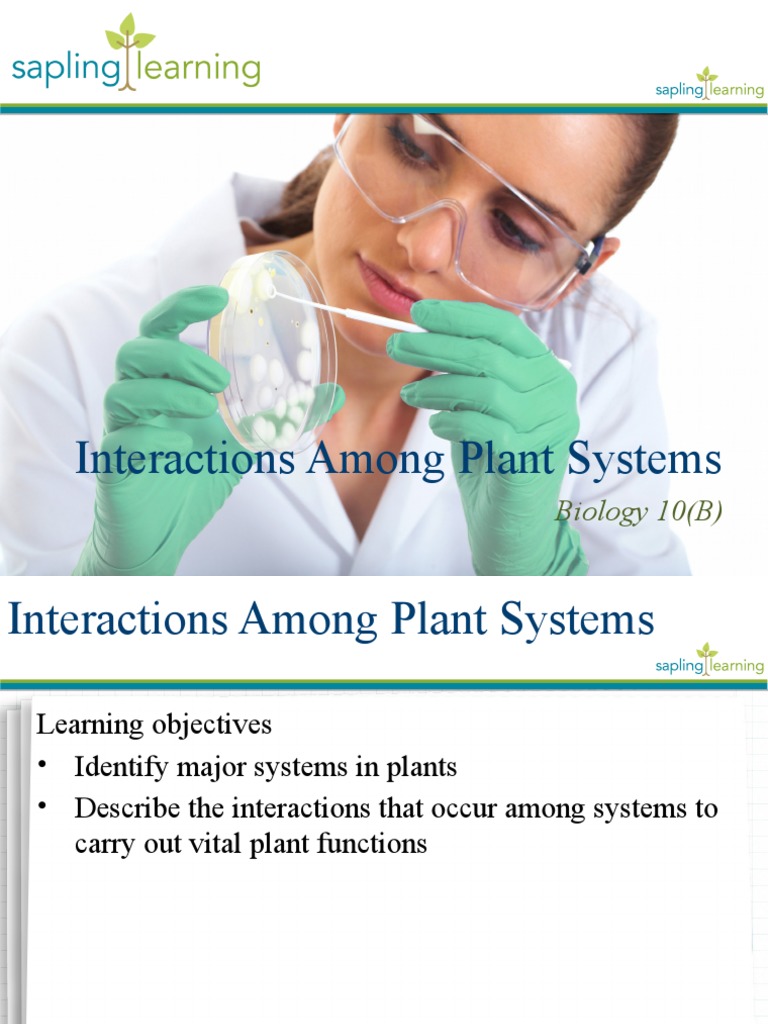 Interactions Among Plant Systems: Biology 10 (B) | PDF | Root | Plants