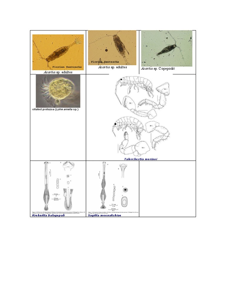 Acartia Sp. Adultes Acartia Sp. Adultes Acartia Sp. Copepodit | PDF ...