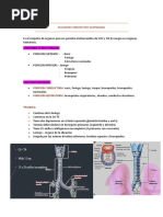 Anatomia de Via Aerea Inferior | PDF | Pulmón | Anatomía