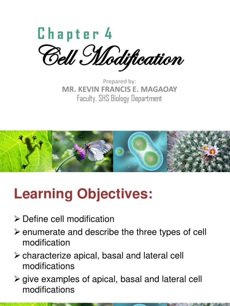 Cell Modification: Mr. Kevin Francis E. Magaoay | PDF | Epithelium ...