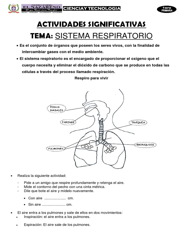 Hoja De Trabajo Del Sistema Respiratorio Para La Escuela Secundaria