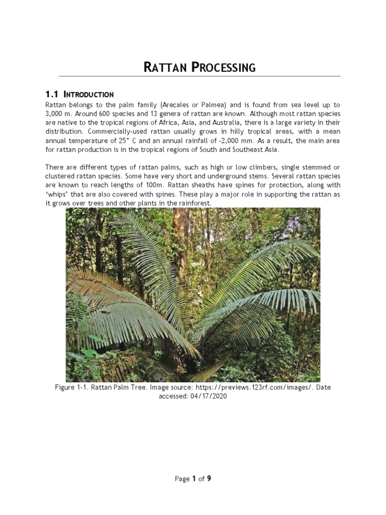 Maximizing the Potential of Rattan: A Comprehensive Overview of Rattan ...