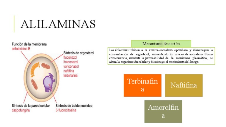 Mecanismo de Acción de Alilaminas | PDF