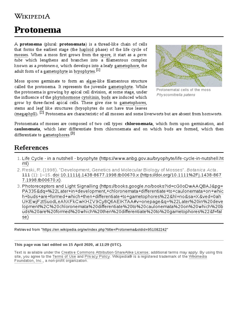 Protonema PDF | PDF | Moss | Biology