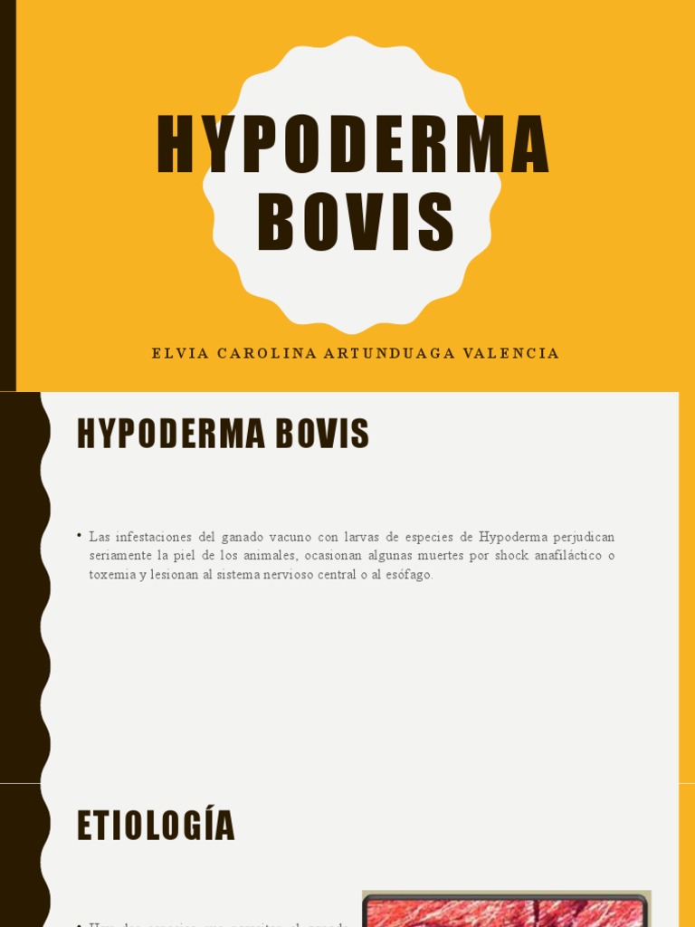 Hipodermosis Bovina: Impacto y Tratamiento | PDF | Abdomen | Tórax