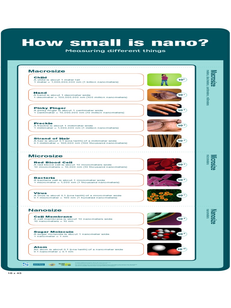 Understanding Size: Nano to Meter Scale | PDF | Cell (Biology) | Cell ...
