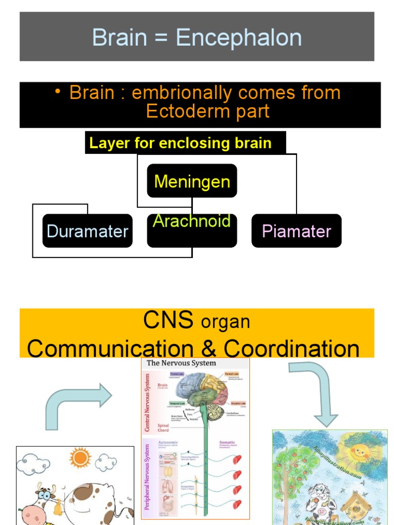 Brain Encephalon: - Brain: Embrionally Comes From Ectoderm Part | PDF ...