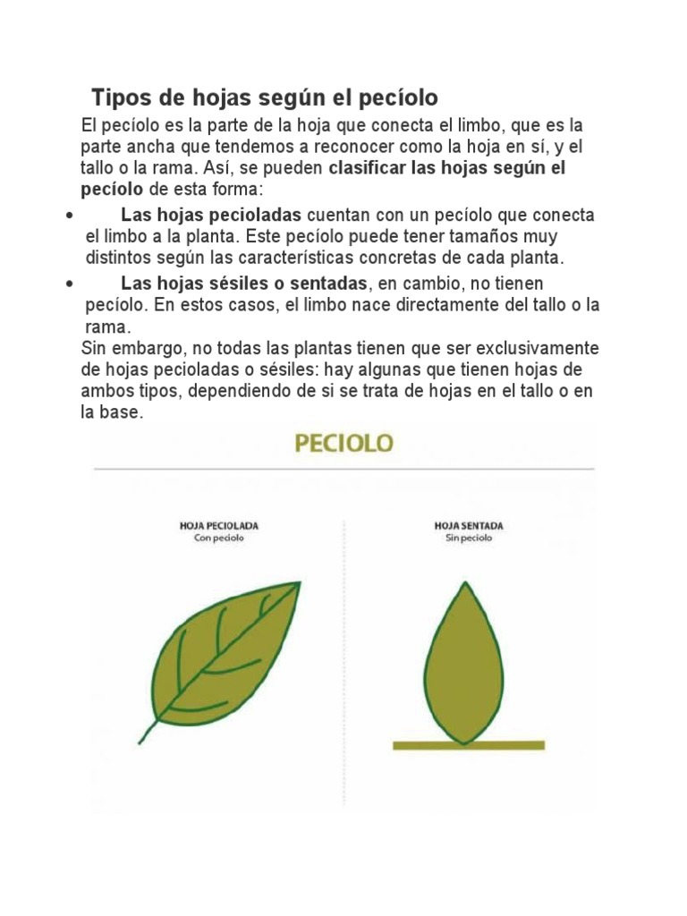 Tipos de Hojas Según El Pecíolo | PDF | Hoja | Tallo de la planta