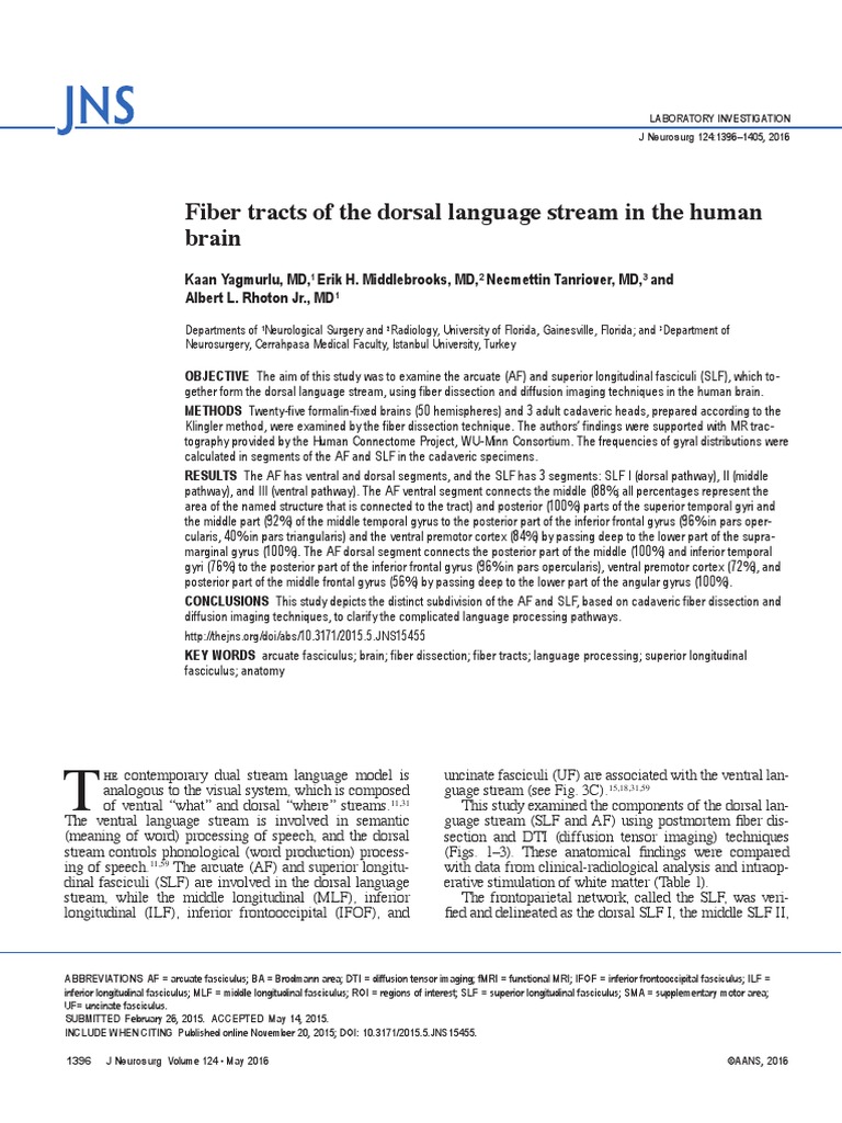 Dorsal Language Pathway | PDF | Frontal Lobe | Cingulate Cortex