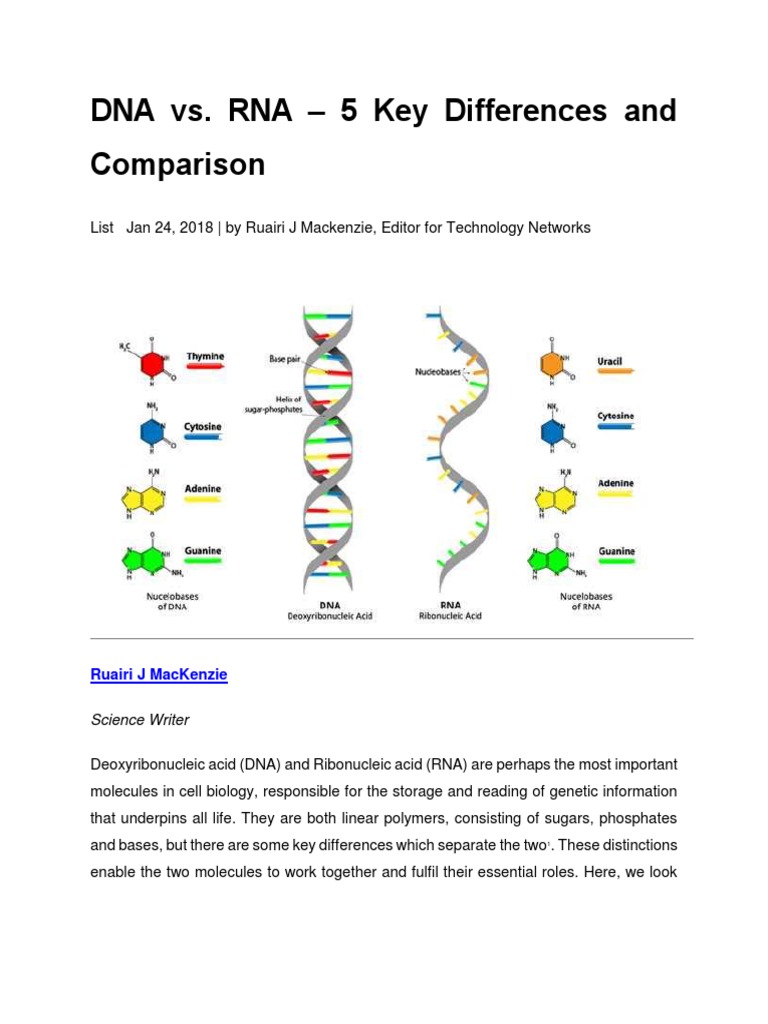 Key Differences Between DNA and RNA | PDF | Rna | Ribosome