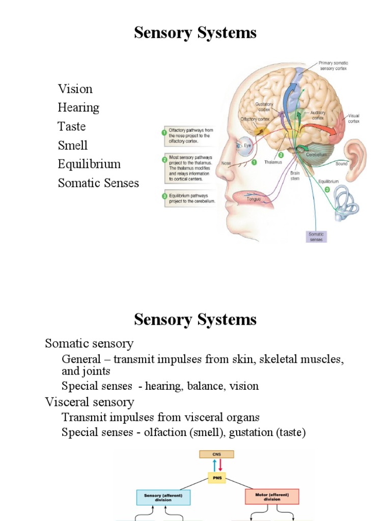 Sensory Systems: Vision Hearing Taste Smell Equilibrium Somatic Senses ...