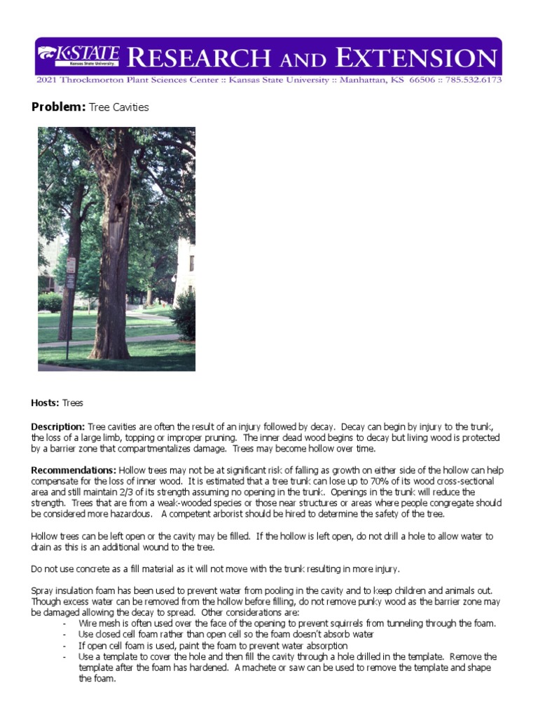 Tree Cavities | PDF | Trees | Wood