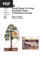 ANSI A300 Pruning Standards Overview | PDF | Pruning | Plant Stem