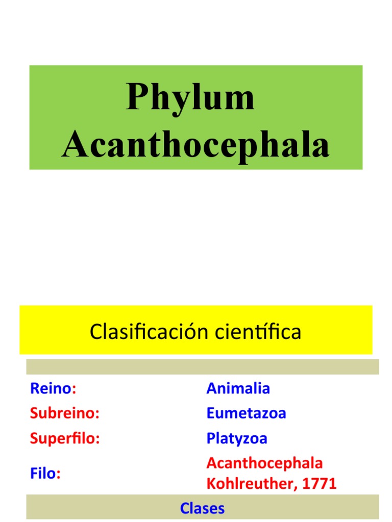 Phylum Acanthocephala | PDF | Zoología | Biología