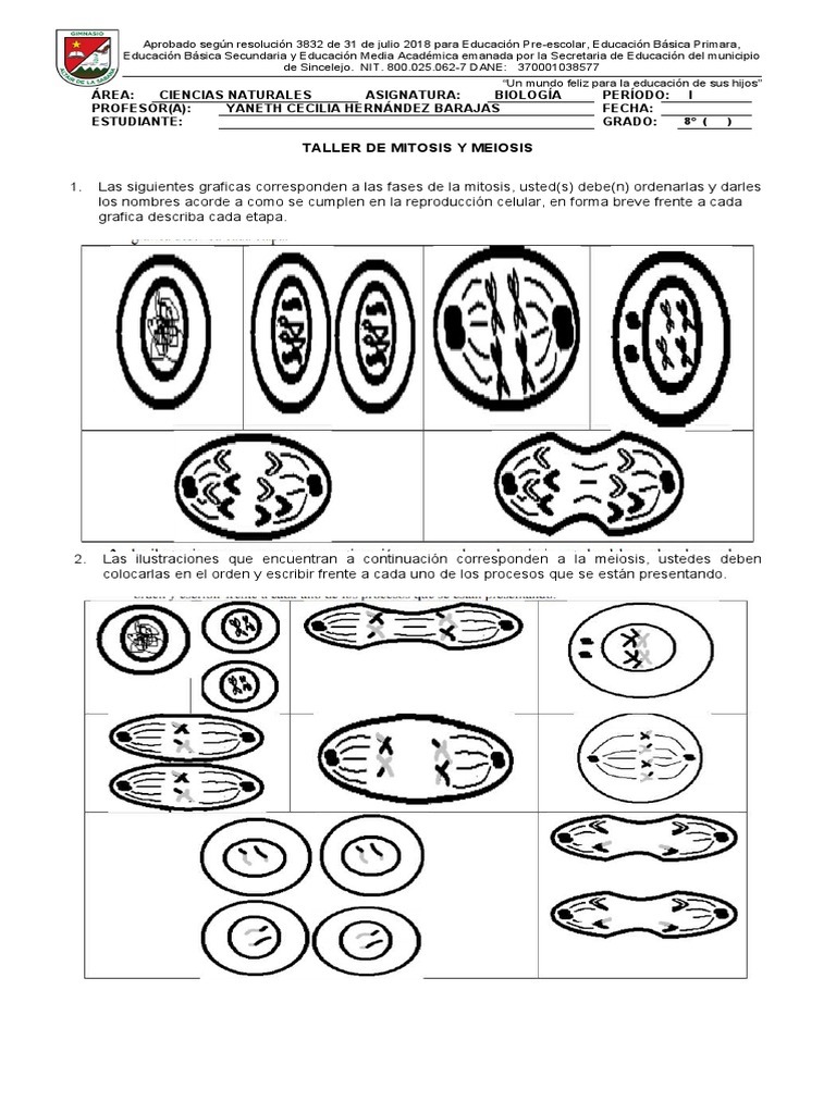 Hoja De Trabajo Con Respuestas Sobre Mitosis Y Meiosis FICHA DE