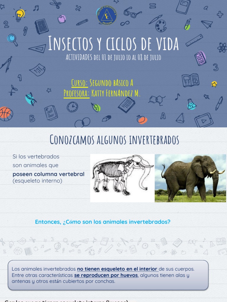Ciclo de Vida de Un Insecto | PDF