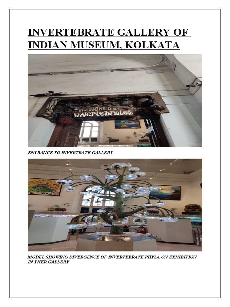 Invertebrate Gallery at Indian Museum | PDF | Coral Reef | Sponge