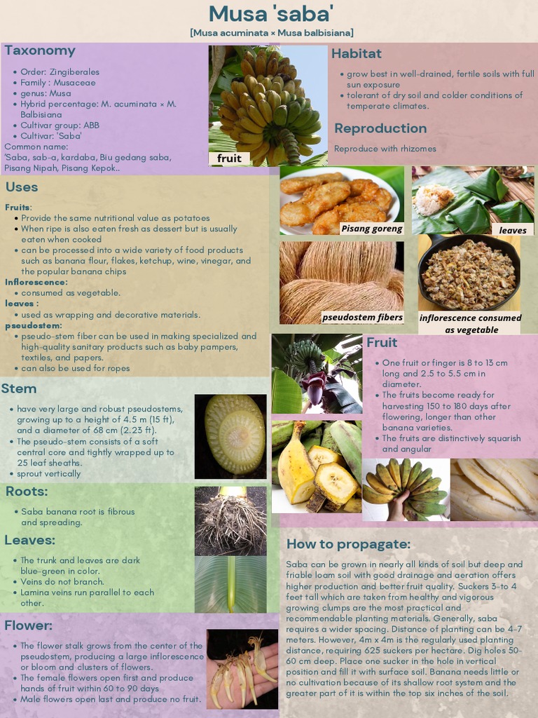 Musa 'Saba' | PDF | Banana | Botany