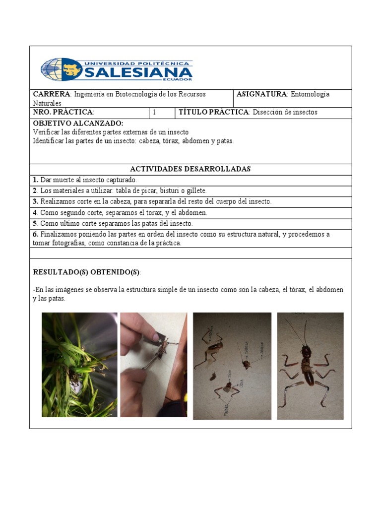 Diseccion Insectos | PDF