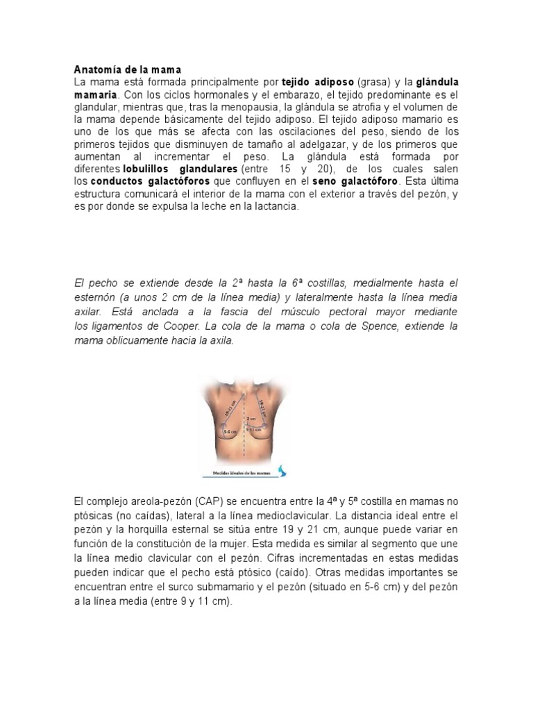 Anatomía de La Mama | PDF | Características sexuales secundarias | Pecho