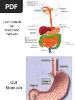 GERD Gastroesophageal Reflux Disease Fact Sheet | PDF ...