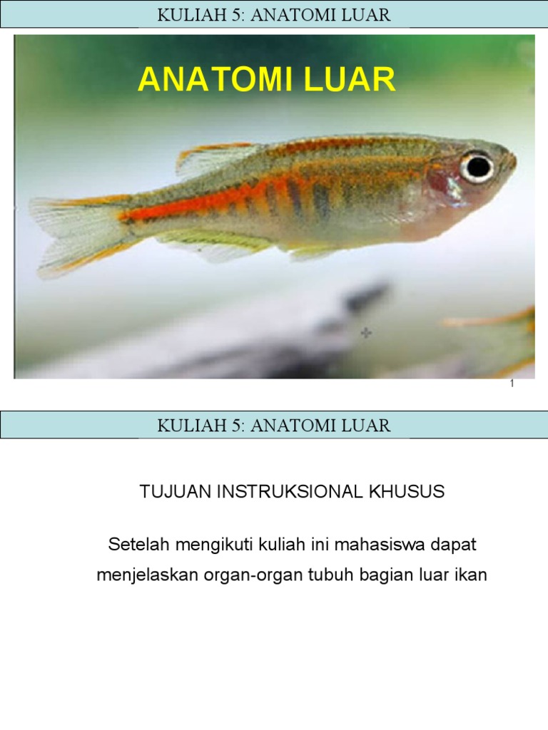 EKSTERNAL MORFOLOGI IKAN | PDF