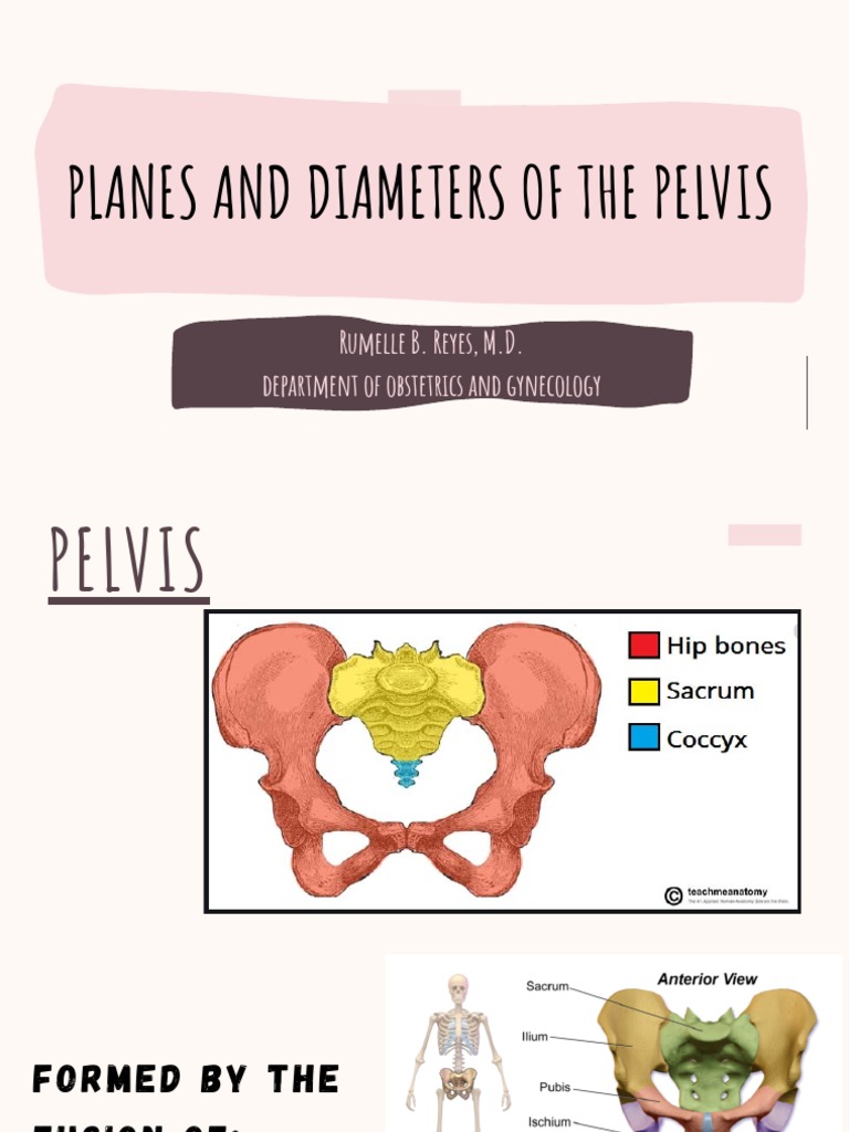 Planes and Diameters of The Pelvis | PDF | Pelvis | Musculoskeletal System