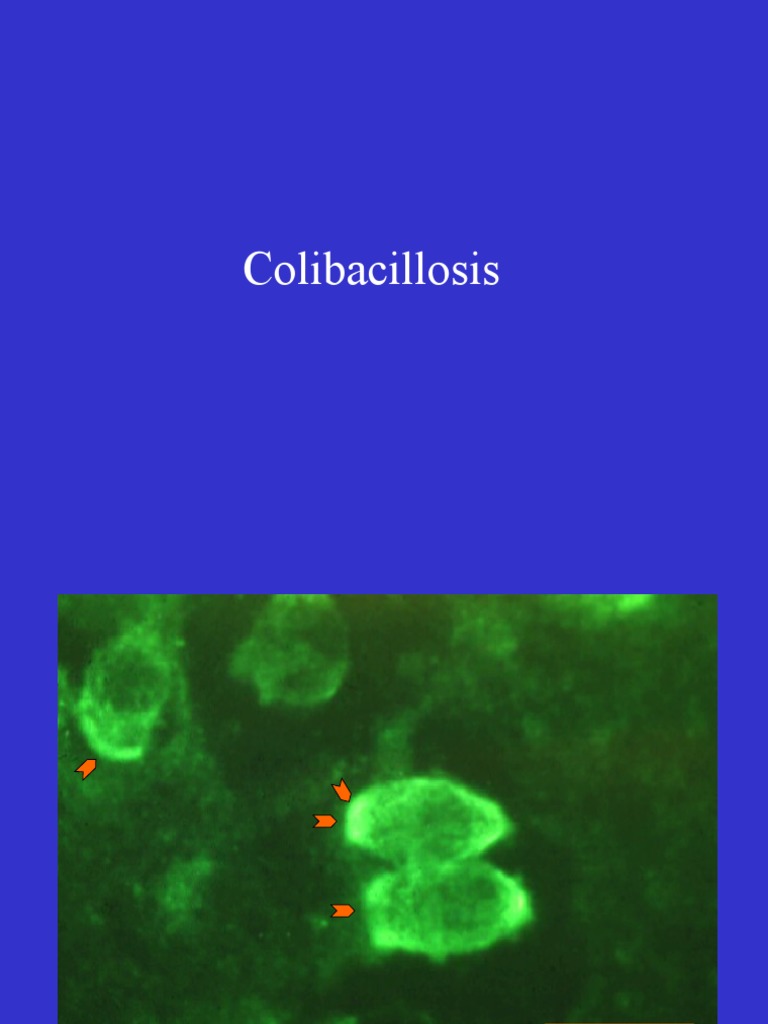 Pathogenesis of Colibacillosis | PDF