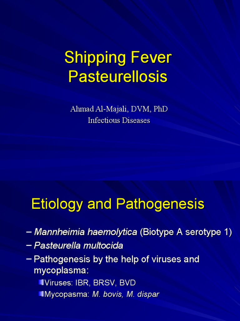 Understanding Shipping Fever in Cattle | PDF